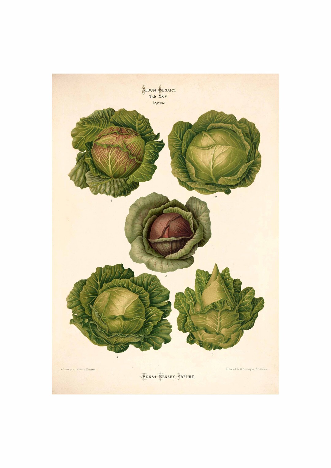Cabbage Varieties Antique Illustration - Giclee Fine Art Print - Framed ...