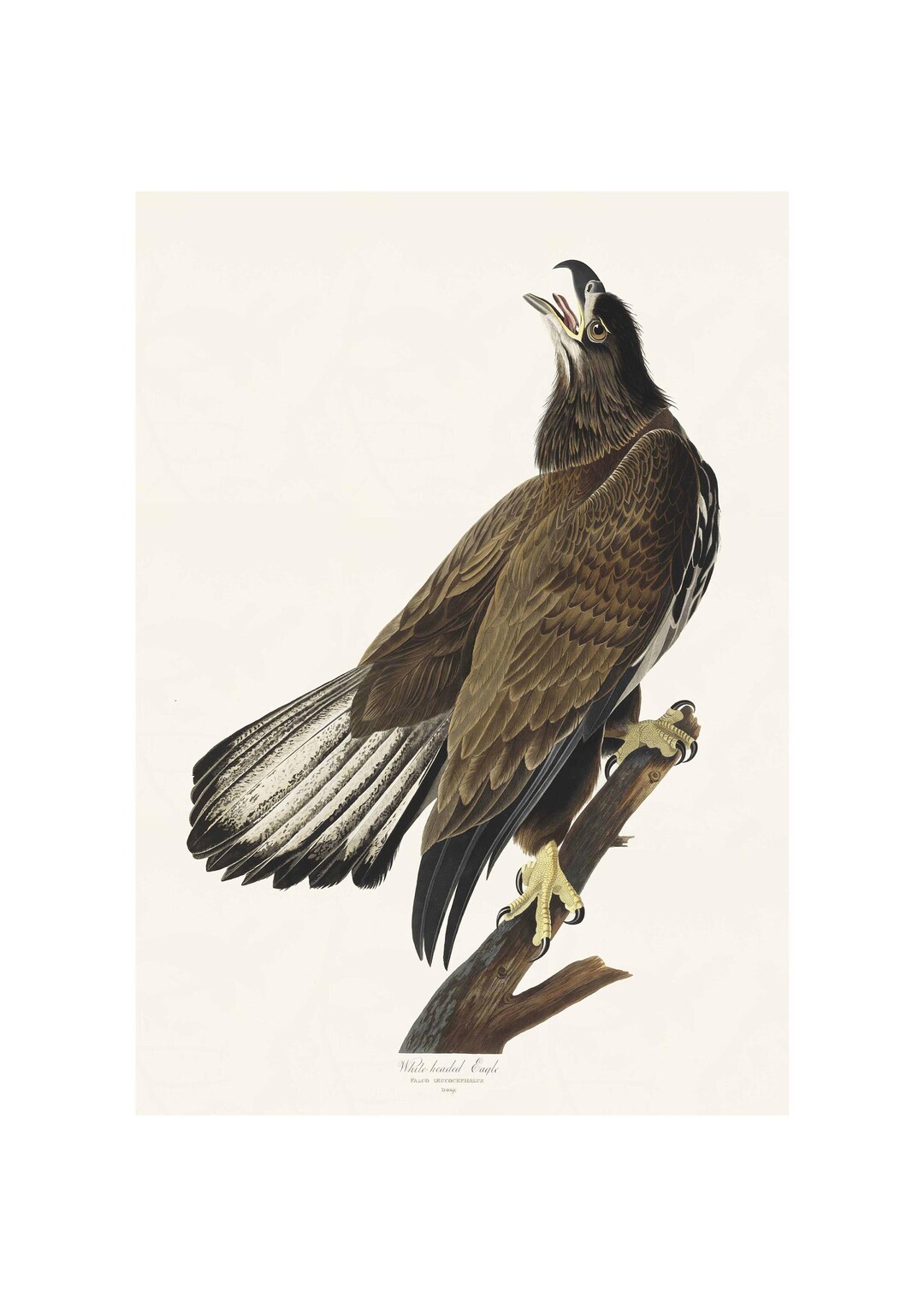 White-headed Eagle Vintage Lithograph Giclee Fine Art Print - Framed ...