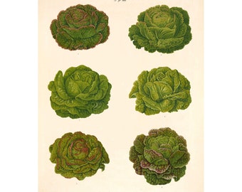 Wild Lettuce Botanical Print, Wild Lettuce Botanical Art Print, Wild ...