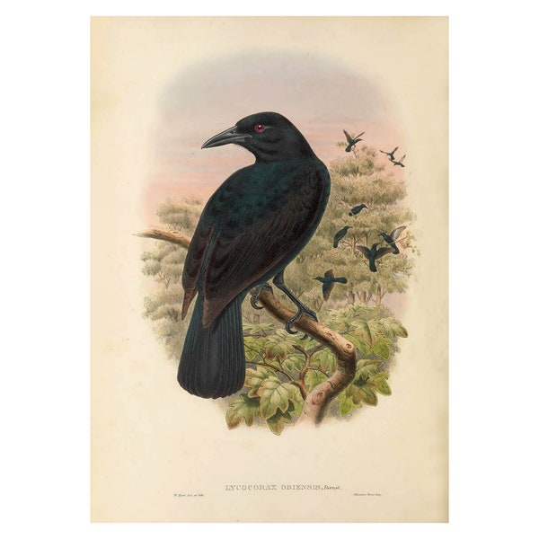 Crow - Etsy
