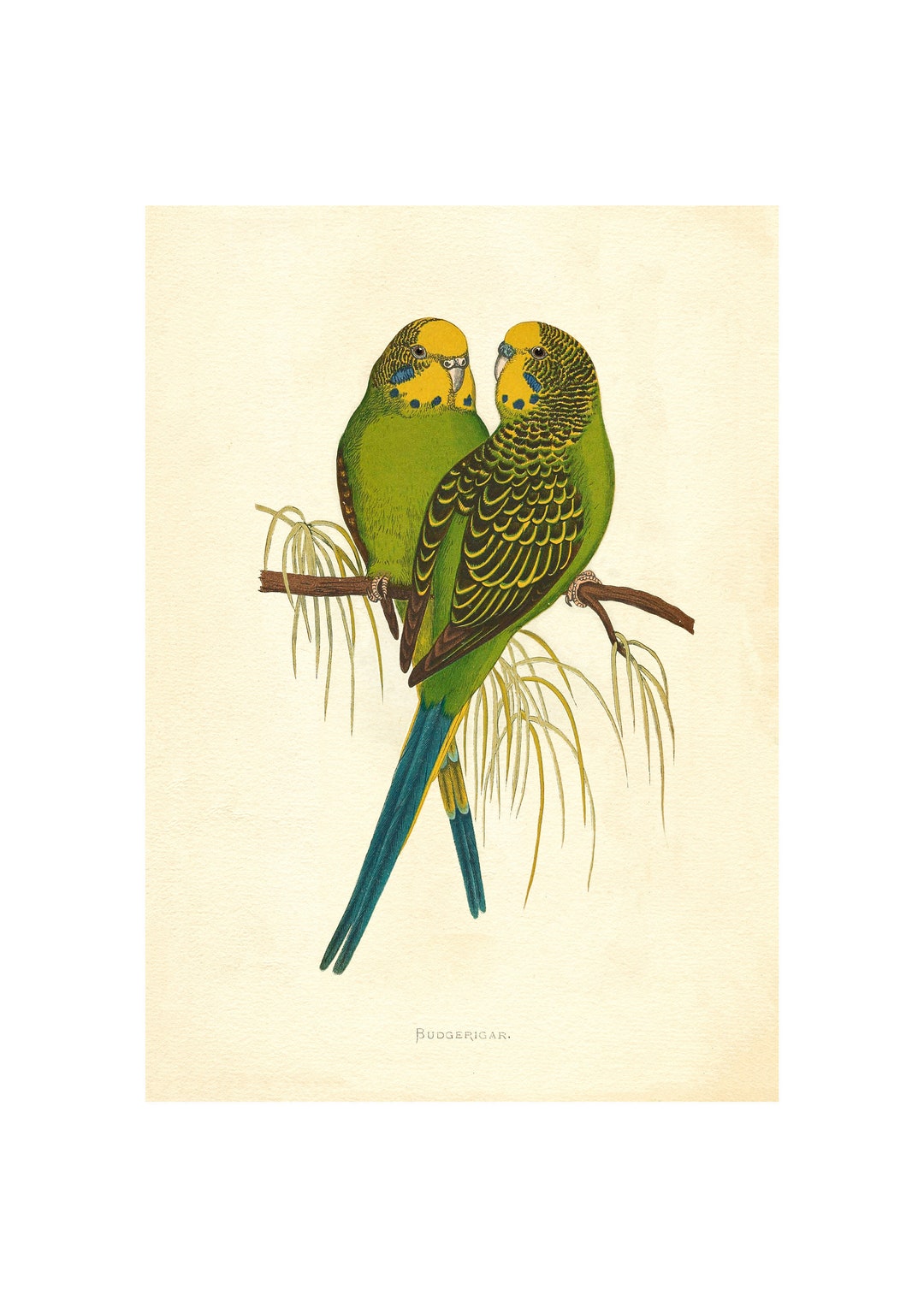 Budgie or Budgerigar Parrot Vintage Illustration - Giclee Fine Art ...