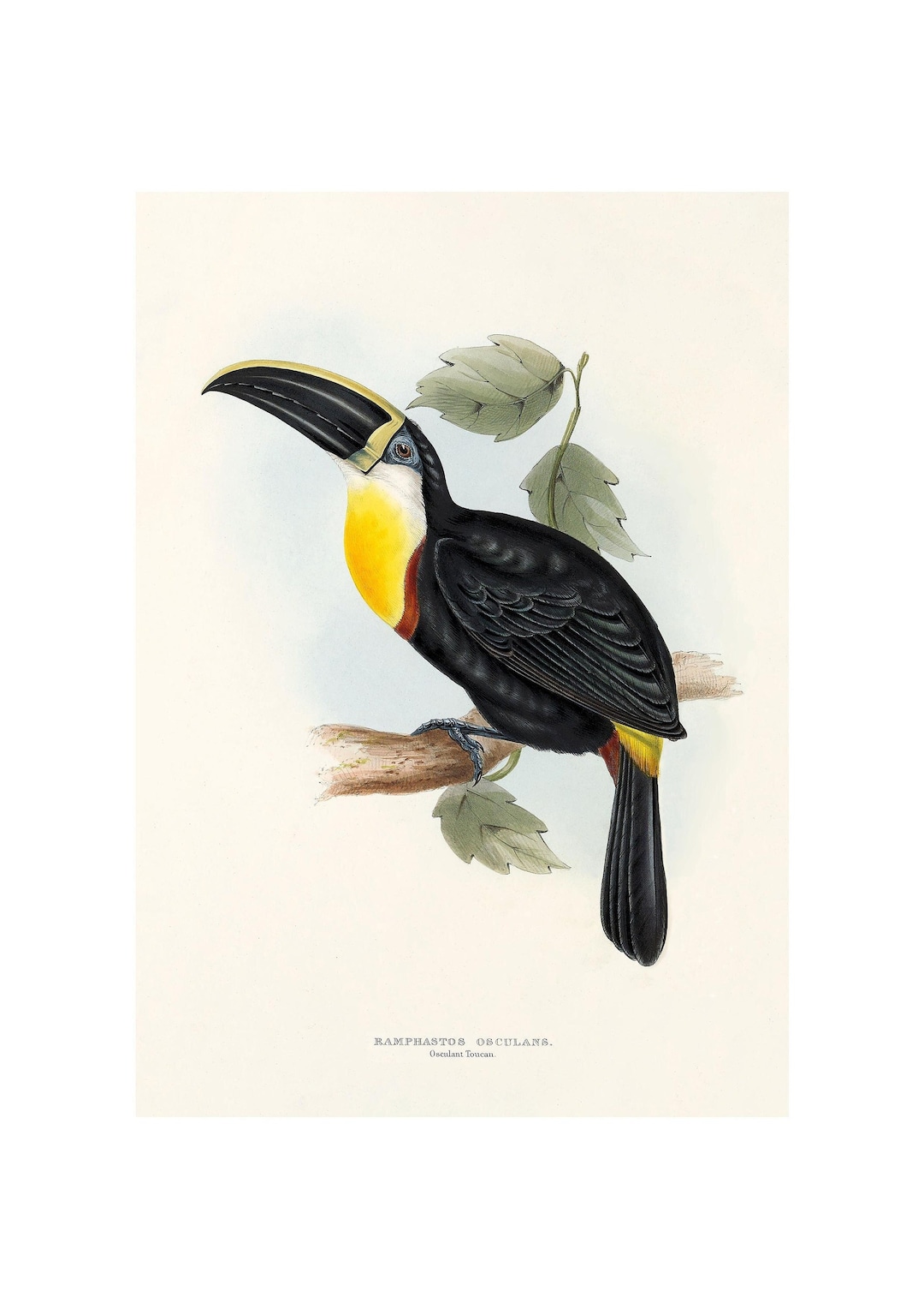Osculant Toucan Vintage Illustration - Giclee Fine Art Print - Framed ...
