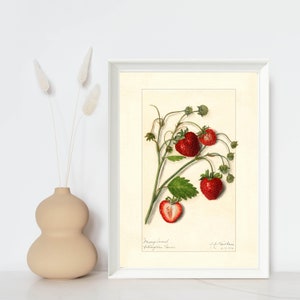 Garden Strawberry Varietes Strawberries Vintage Lithograph 1900s Giclee ...