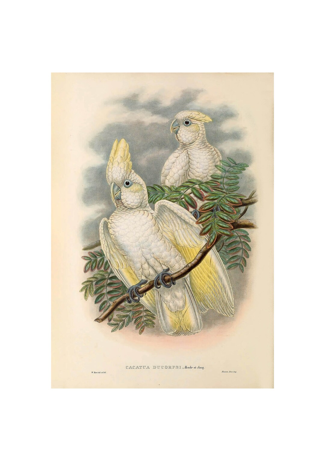 Solomons Cockatoo Vintage Illustration - Giclee Fine Art Print - Framed ...