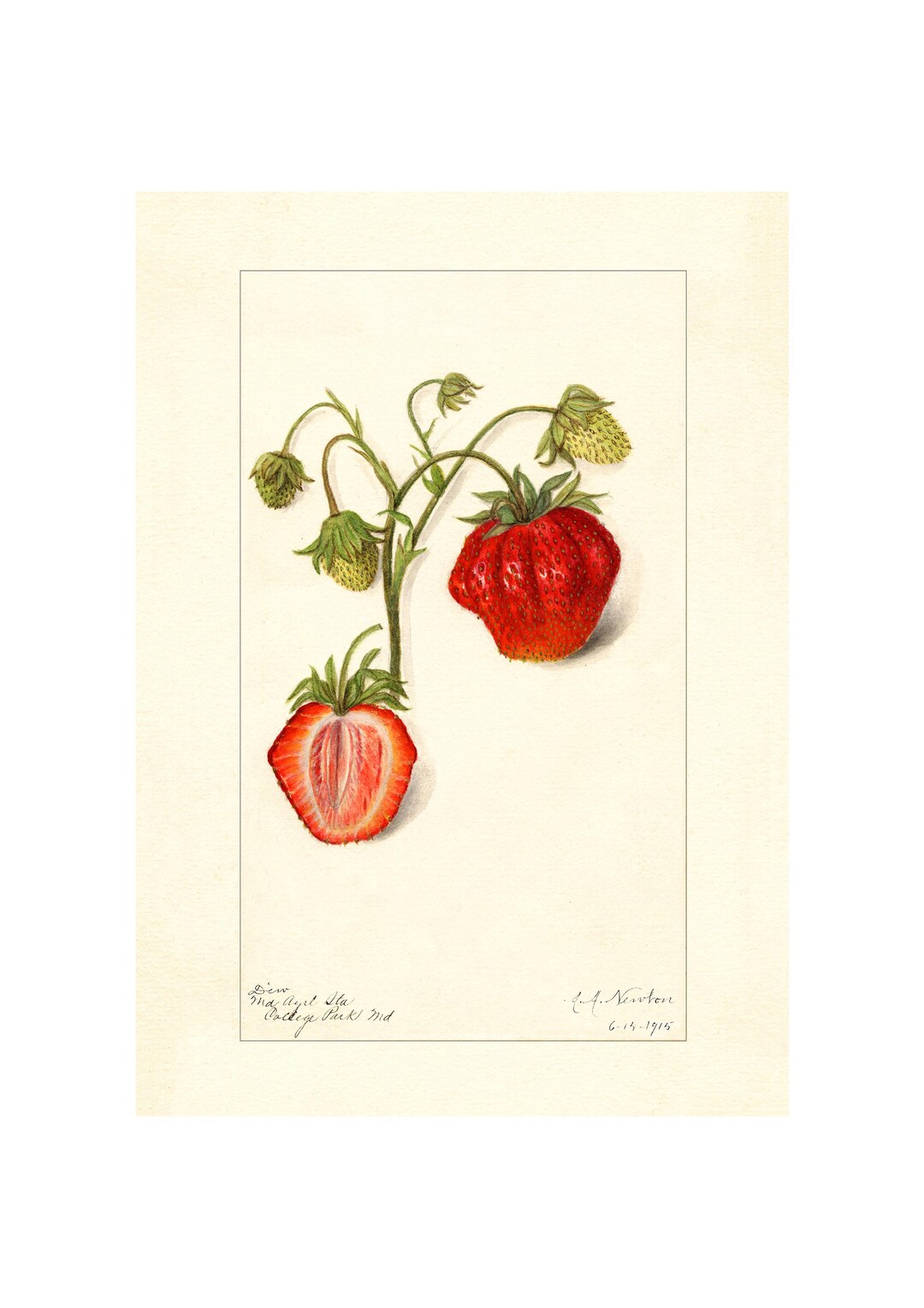 Garden Strawberry Strawberries Strawberry Varietes Vintage Lithograph ...