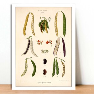Ernest Benary : album Benary 1876 Kidney Beans Varieties Giclee Fine ...