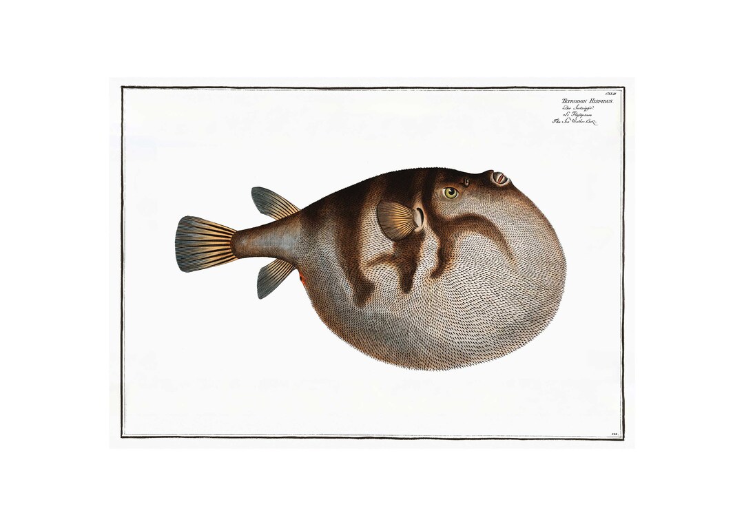 Ilustração antiga de um galo-do-mar, um baiacu (1785–1797) - Impressão ...