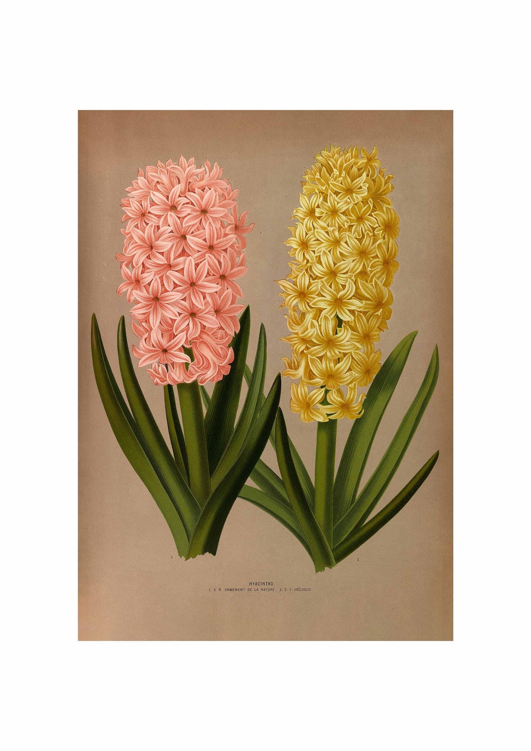 Hyacinth Flowers Giclee Fine Art Print - Framed / Unframed - Etsy