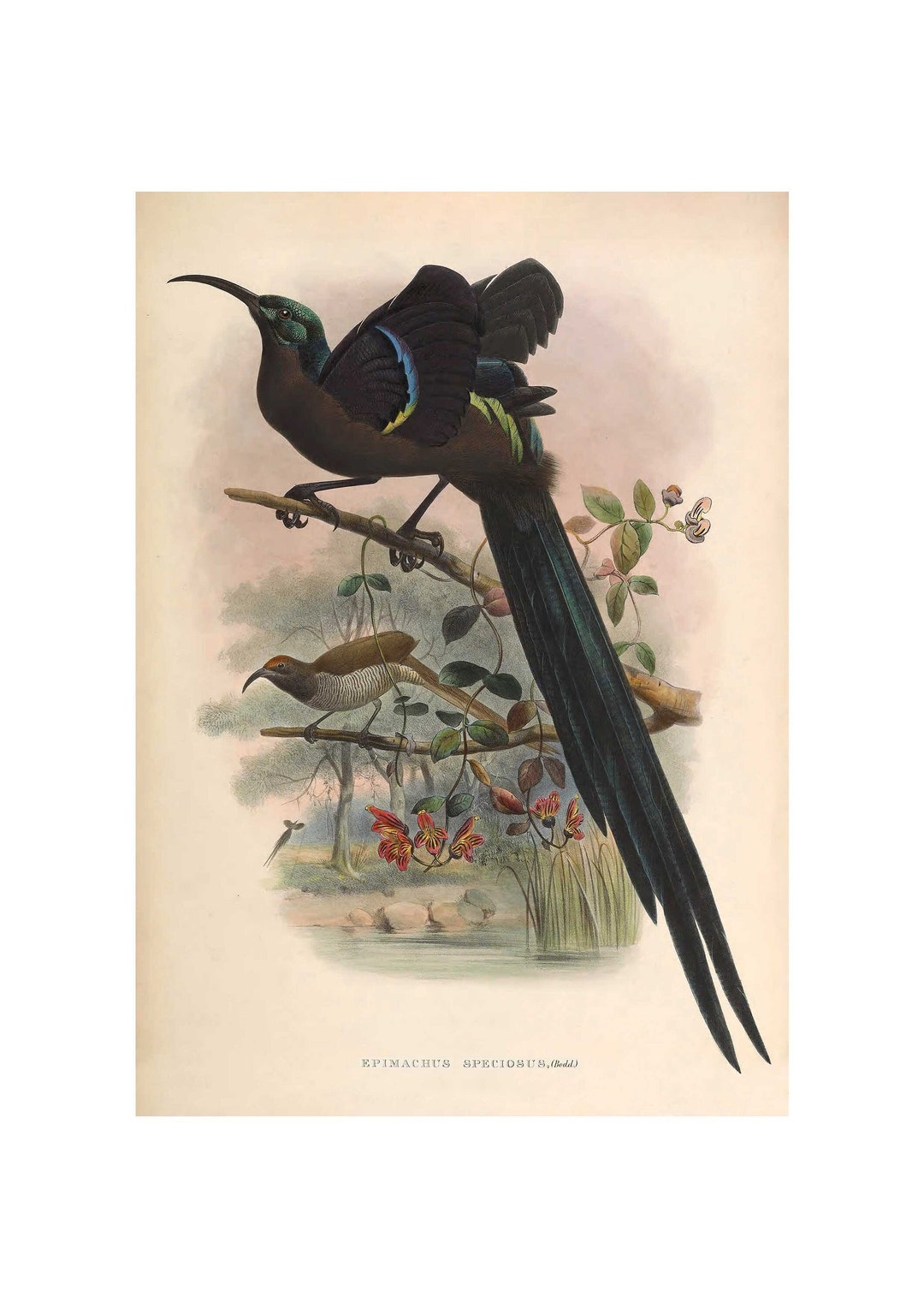 Black Sicklebill Bird of Paradise Giclee Fine Art Print Framed/unframed ...