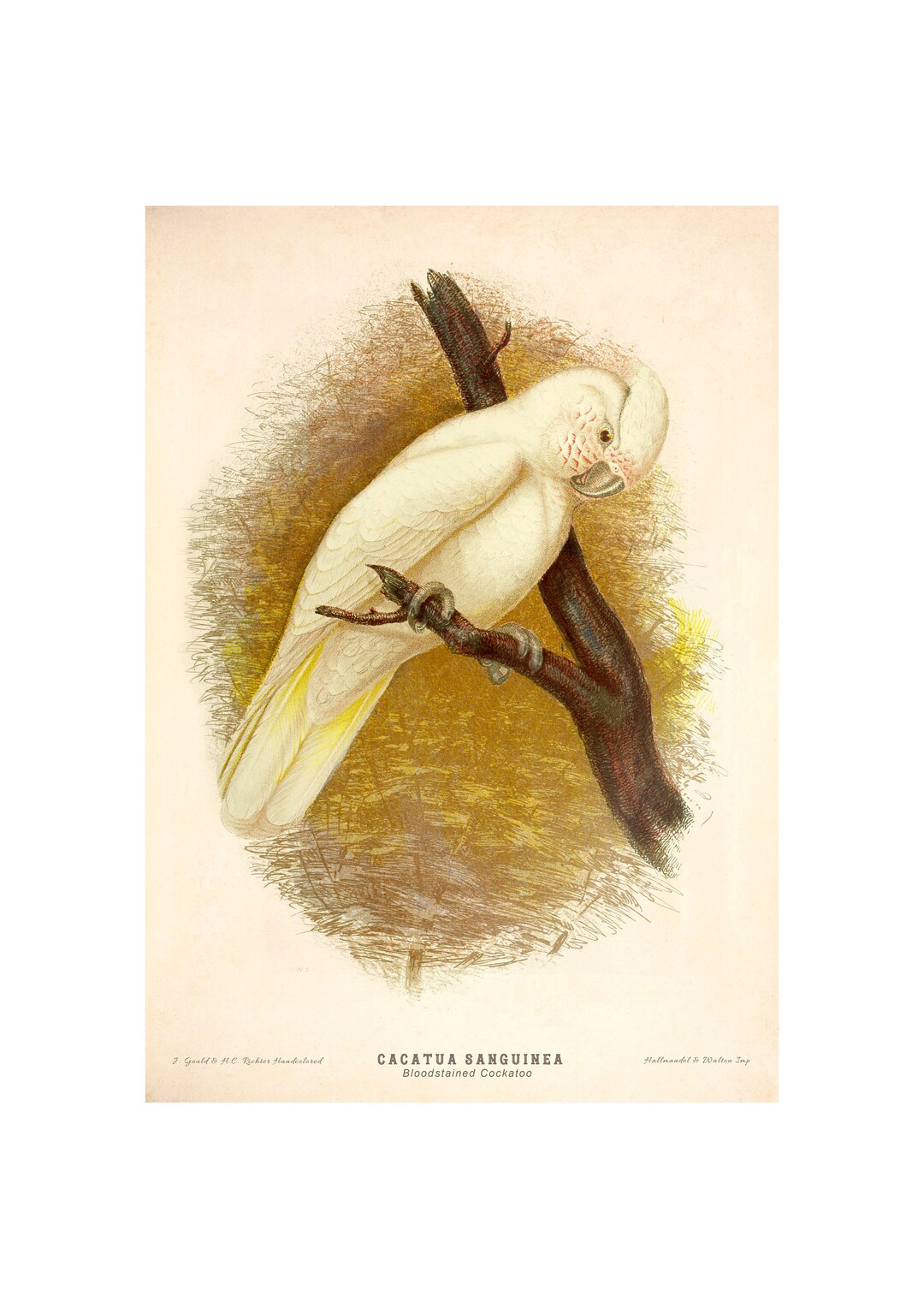 Blood-stained Cockatoo Vintage Illustration - Giclee Fine Art Print ...