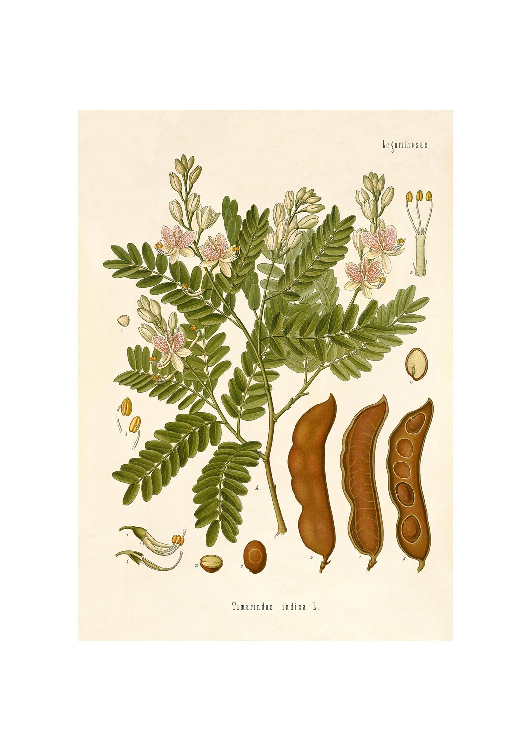 Tamarind, Tamarindus Indica Vintage Illustration - Giclee Fine Art ...