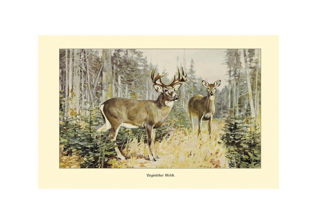 Fallow Deer Fine Art Print - Antique Lithograph From 1882 - Framed ...