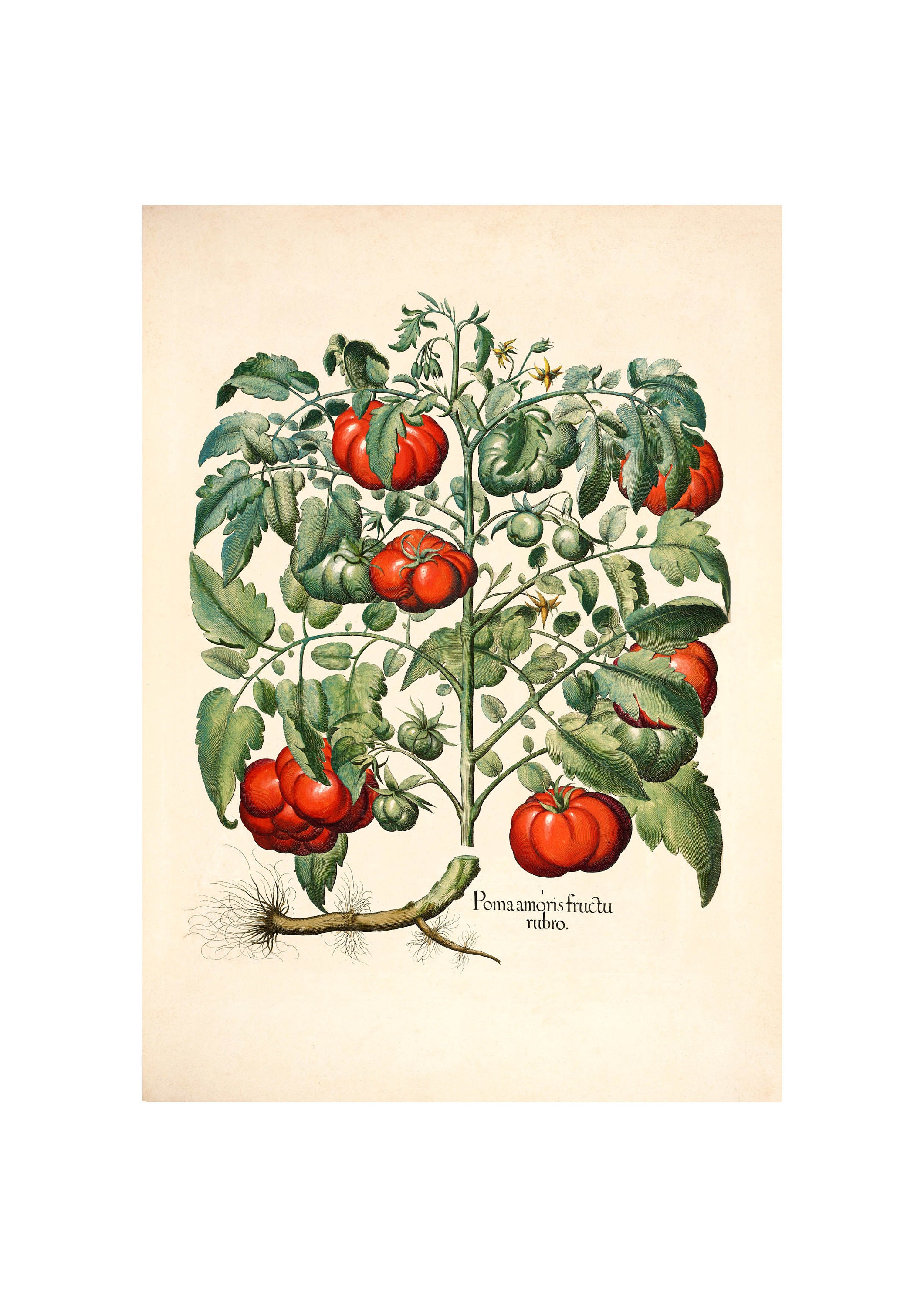 Vintage Tomato Illustrations
