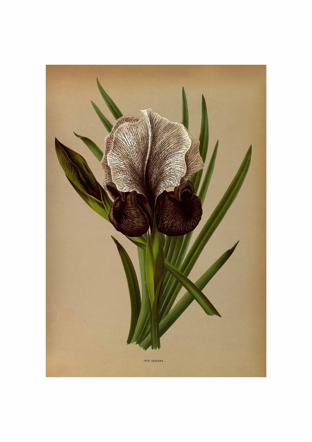 Impressão artística giclée Mourning Iris - emoldurada / sem moldura ...