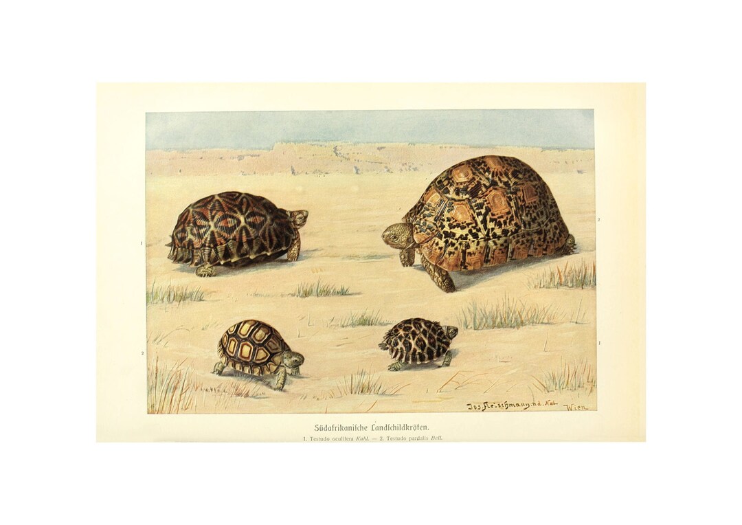 African Turtles Fine Art Print - Vintage Lithograph From 1882 - Framed ...