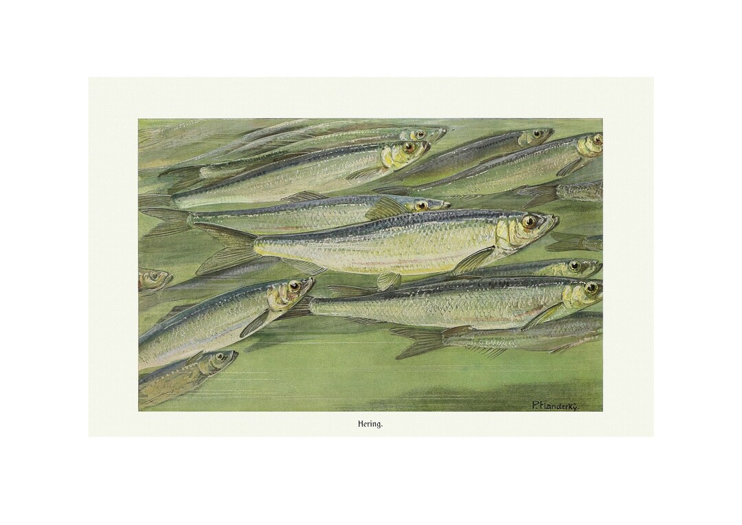 Hering Fine Art Print - Vintage Lithographie von 1882 - Gerahmt ...