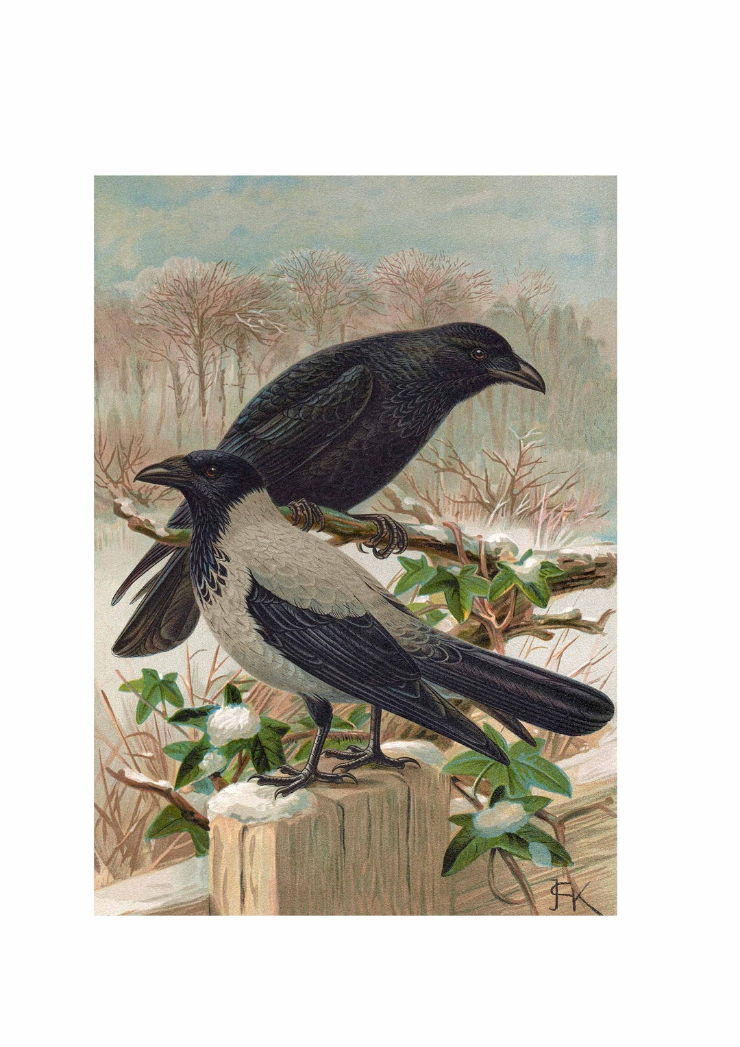 Carrion Crow and Hooded Crow - Giclee Fine Art Print - Framed ...