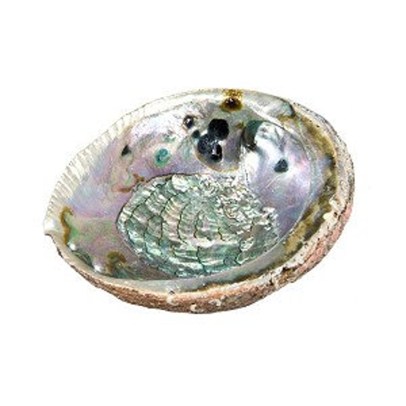 Abalone Shell, Smudge Bowl Large 5"- 6" - Etsy