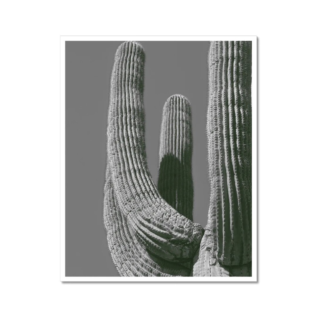 Arizona Cactus Phoenix, Arizona Fine Art Photography Print - Etsy