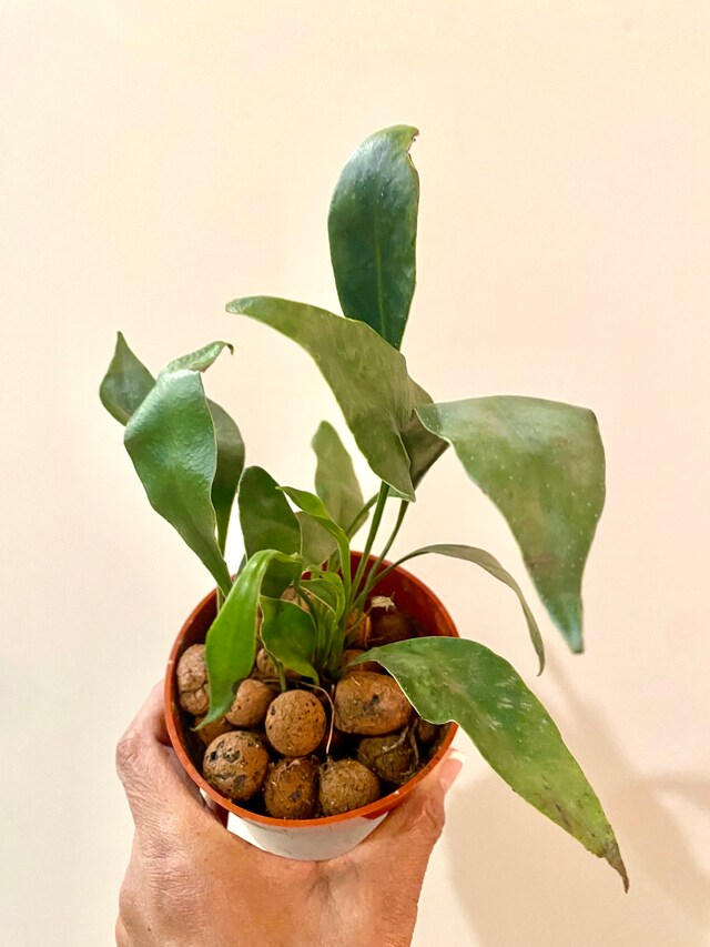 JBBExoticPlants - Etsy Canada