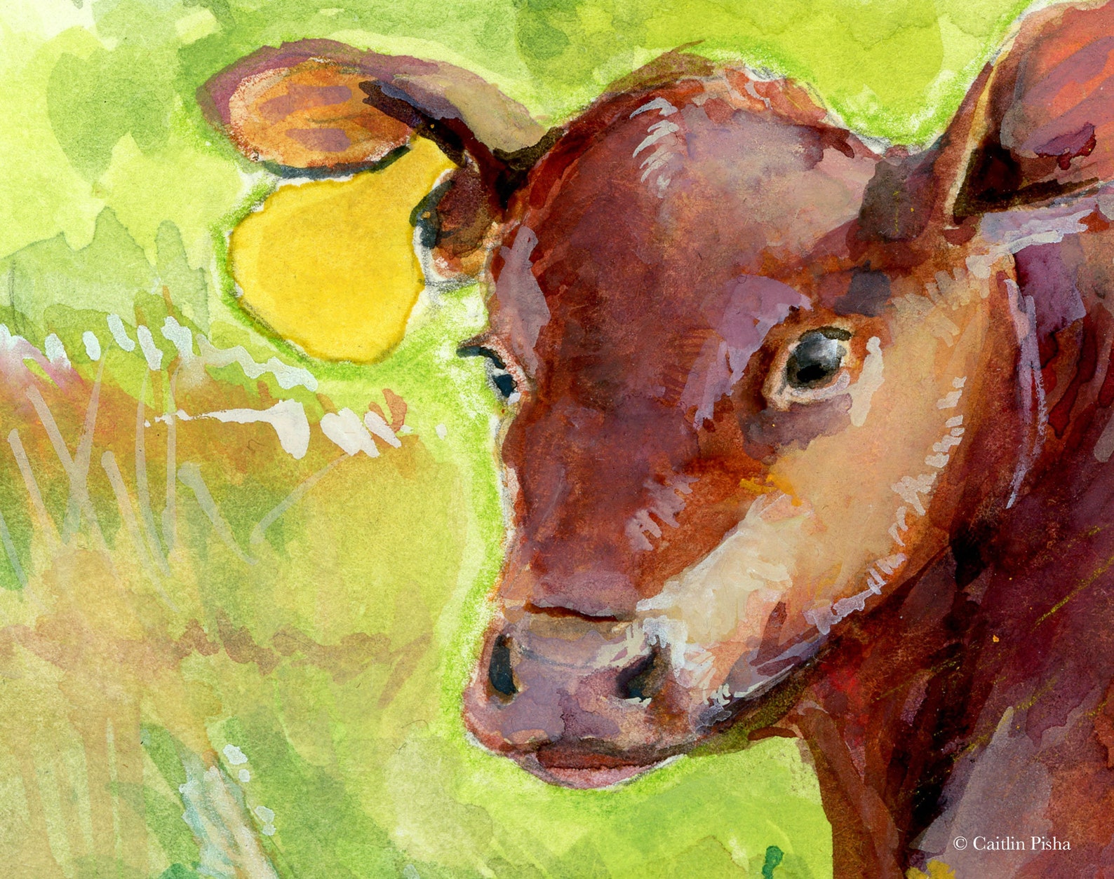 Red Angus Calf, Fine Art Print of Watercolor Titled auburn, 11x14, Wall ...