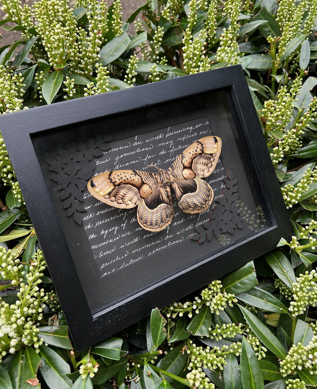 Japanese Owl Moth (brahmaea Wallichii) - Etsy