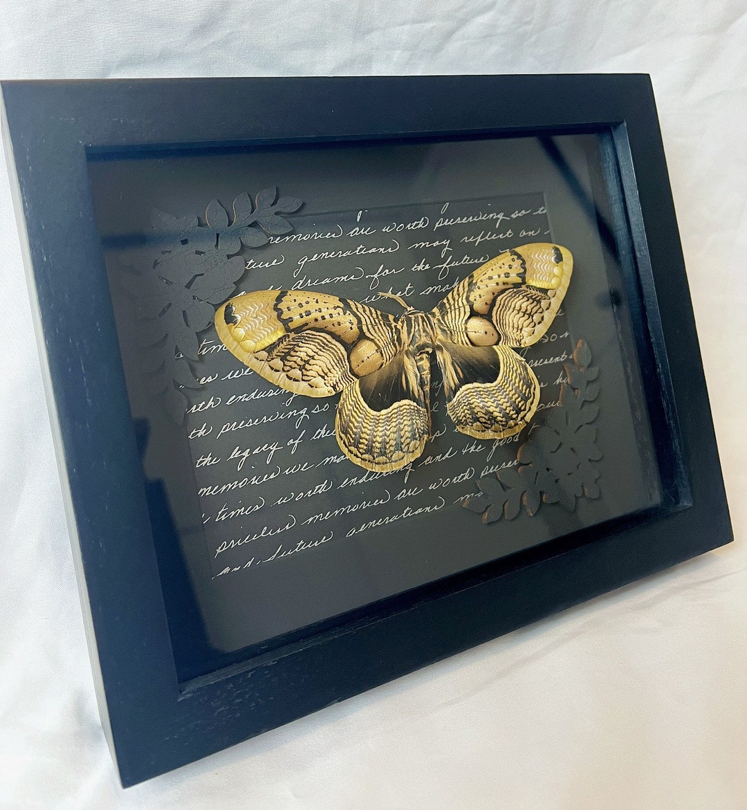 Japanese Owl Moth (brahmaea Wallichii) - Etsy