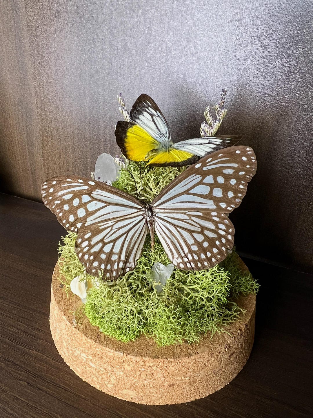 Blue Grassy Tiger and Sahyadri Chocolate Albatross Display ideopsis ...