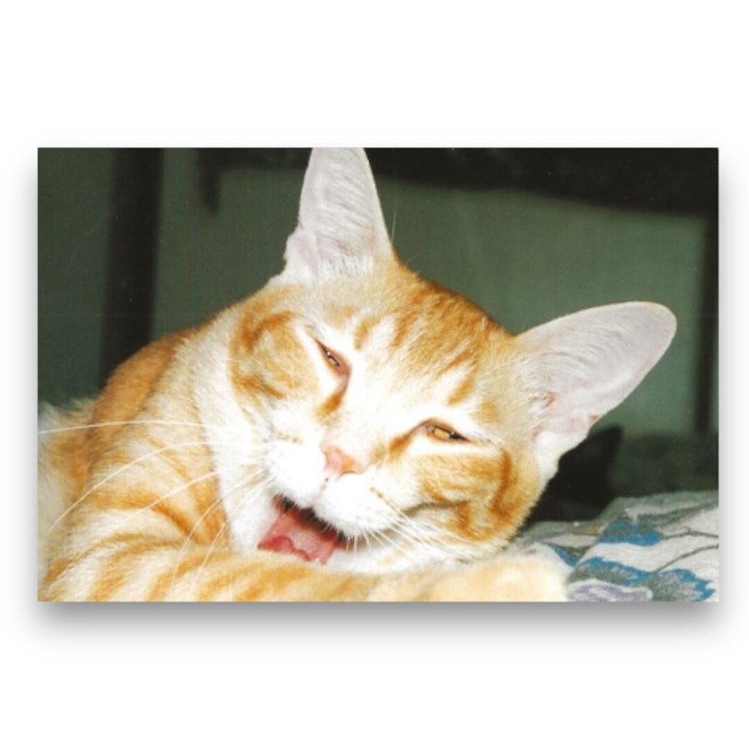 Japan Vintage Y2K 2000s Cat Yawning Art Postcard - Etsy