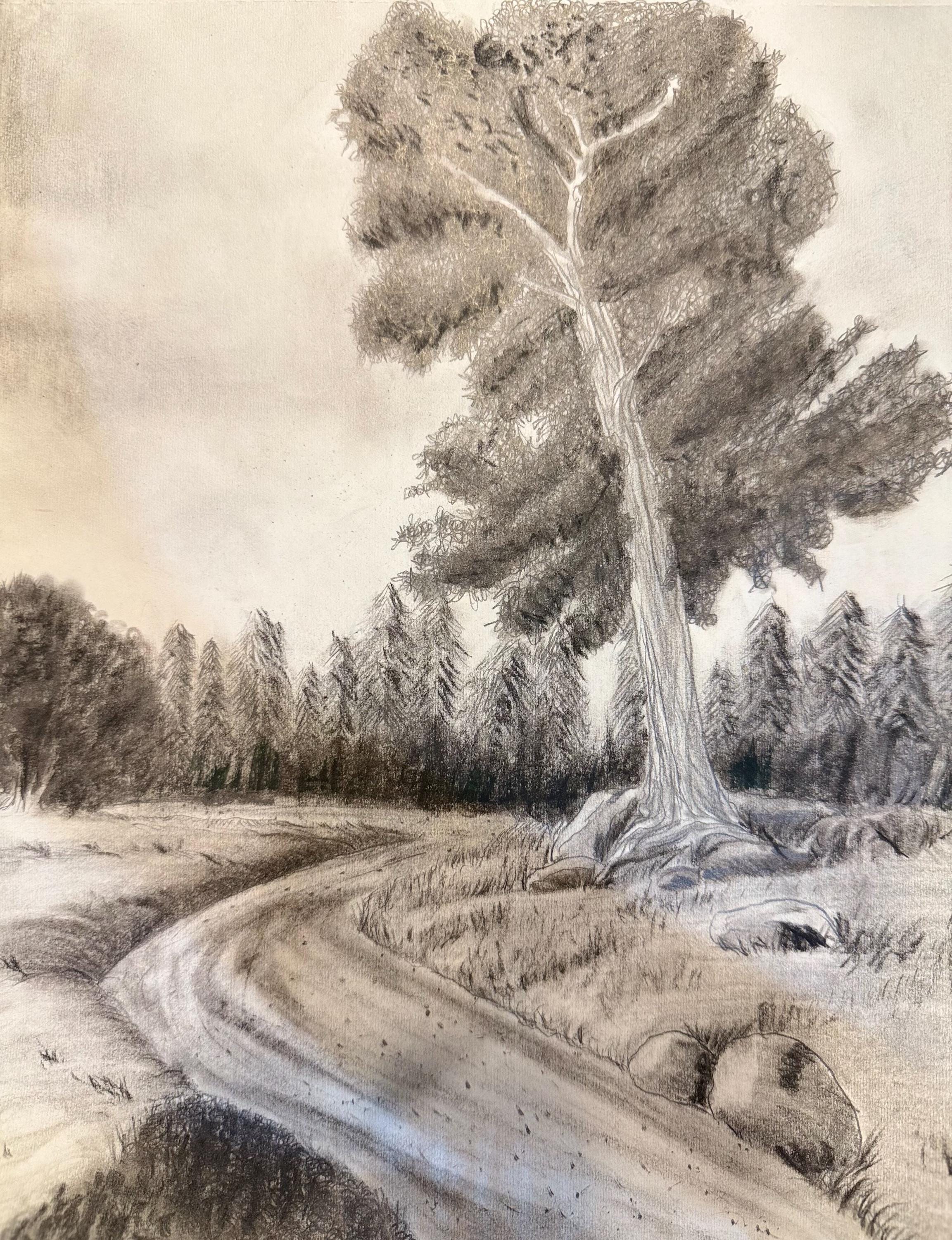 Tree Covered Path - Etsy