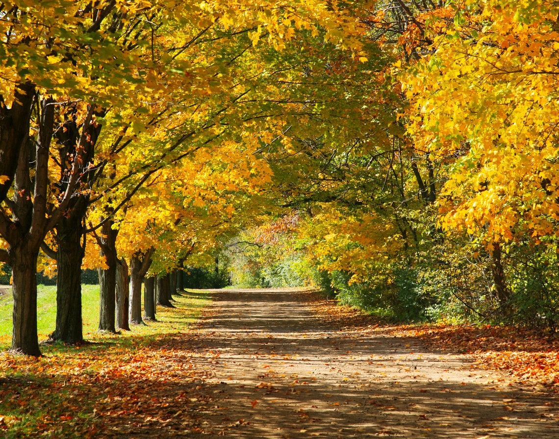 Printable Photo of a Tree Covered Lane in Autumn, Photograph, Wall Art ...