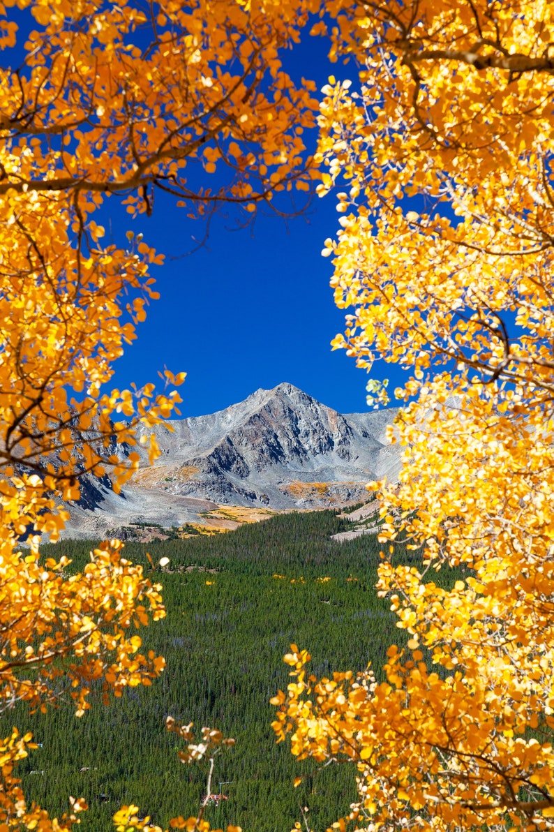 Printable Photo of Boreas Pass Aspens in Autumn, Photograph, Wall Art ...