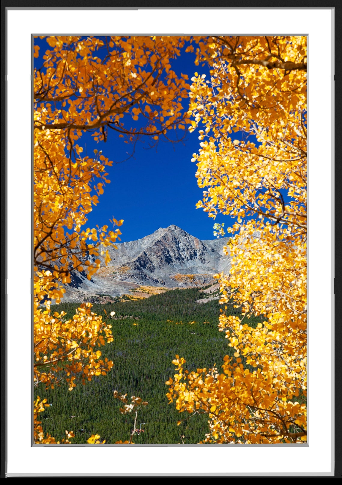 Printable Photo of Boreas Pass Aspens in Autumn, Photograph, Wall Art ...