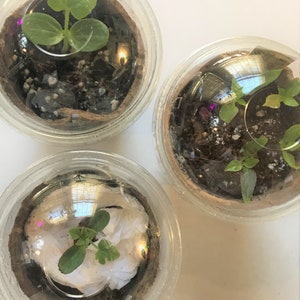 Mini Greenhouse Dome & Peat Pot Kit for Fruit, Vegetable, Herb Starter ...