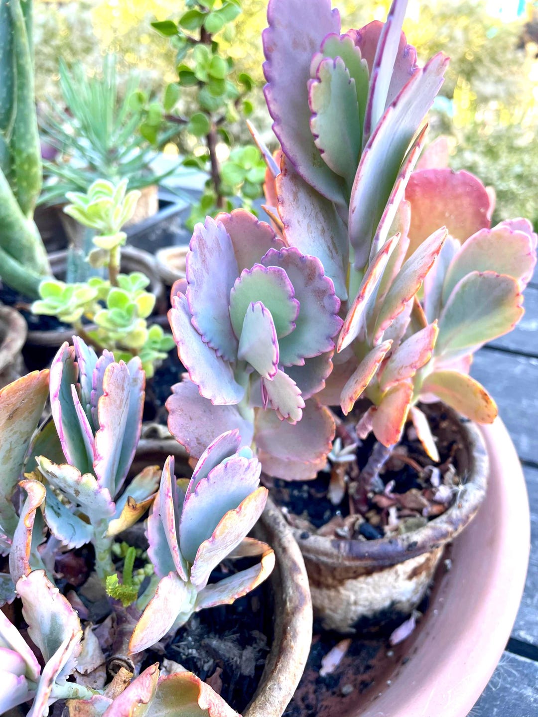 Kalanchoe Fedtschenkoi | Variegated Lavender Scallops Live Succulent ...