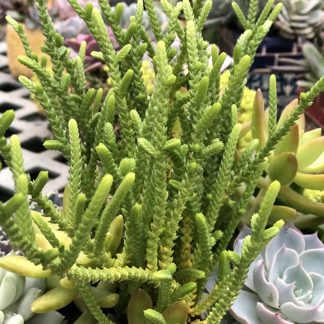 Crassula Muscosa Watch Chain Succulent, Zipper Plant Stunning Live ...