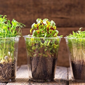 Mini Greenhouse Dome & Peat Pot Kit for Fruit, Vegetable, Herb Starter ...