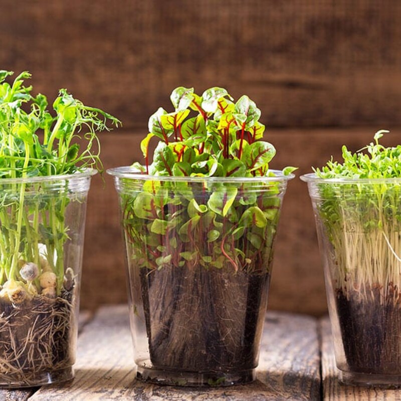Starter Plants - Etsy