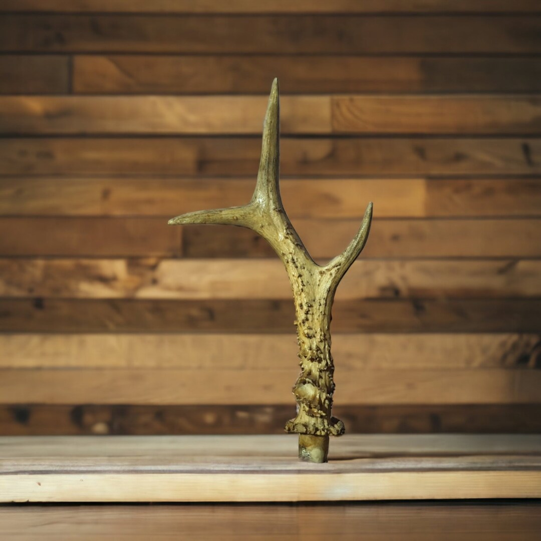 Naturally Shed Roe Deer Antlers Dropped Antlers, Hanger - Etsy