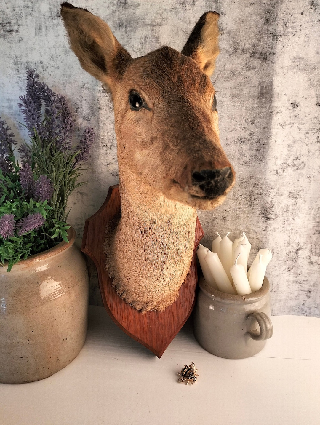Vintage French Taxidermy Mounted Deer Head, Mounted Doe Deer Head, Deer ...