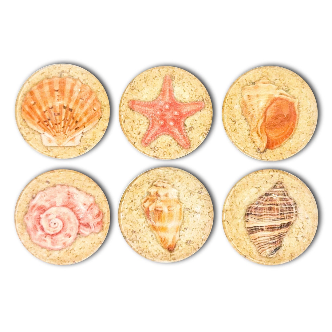 Seashell Magnet Set - 6-piece Glass Magnets Set - 1" Round Magnets ...