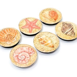 Seashell Magnet Set 6-piece Glass Magnets Set 1 Round Magnets Beach ...