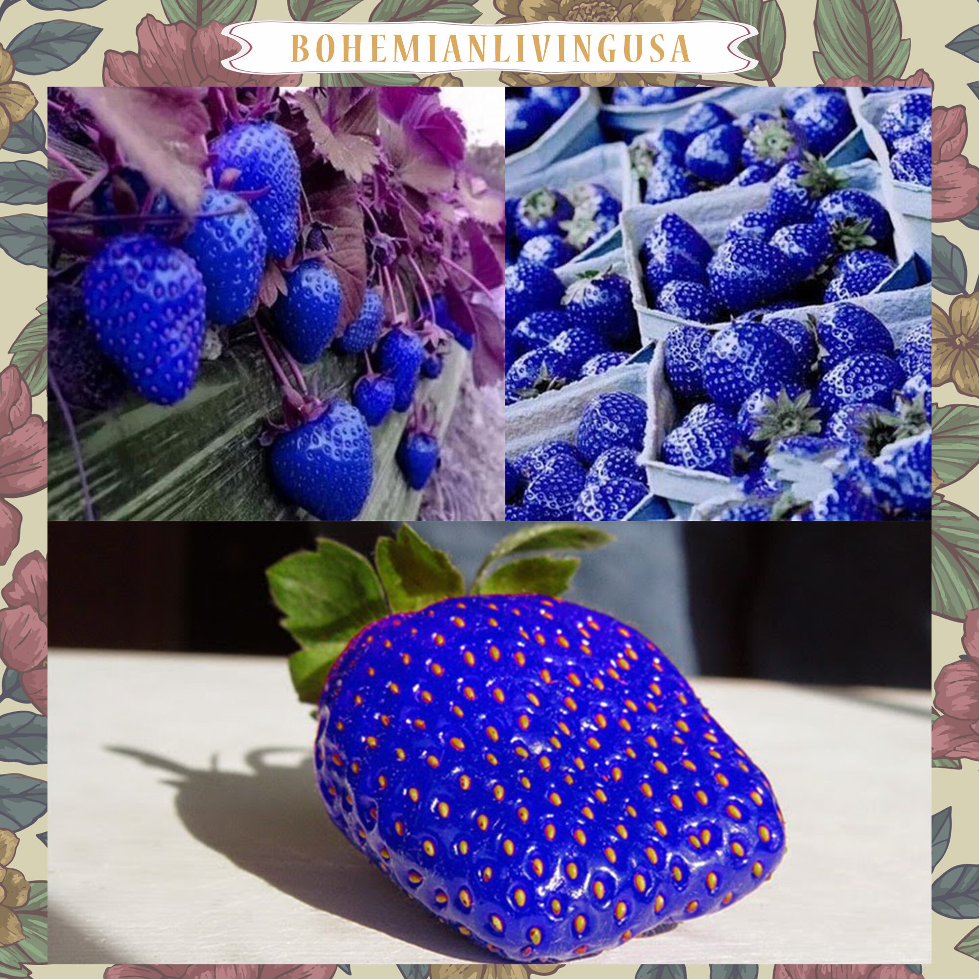 Blue Strawberry Genetically Modified