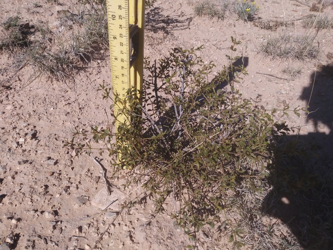 2 LIVE CREOSOTE BUSH, Larrea Tridentata, Greasewood, Prostrate Strong ...