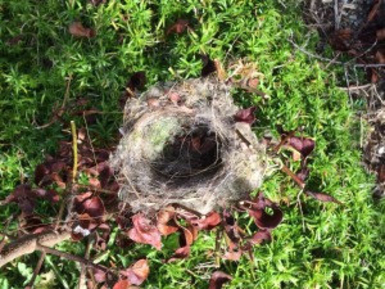 Acorn Nesting Material Holder - Etsy