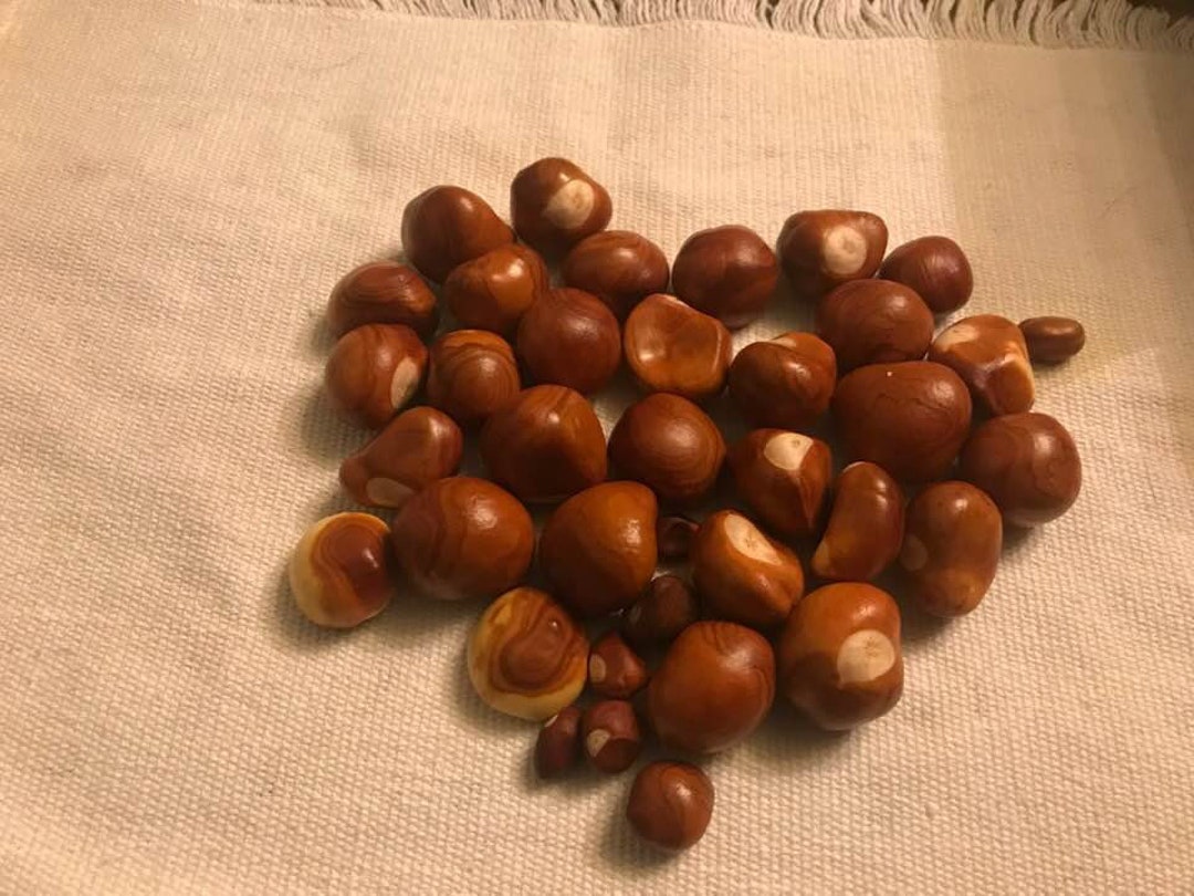 30 Buckeye Nuts - Etsy