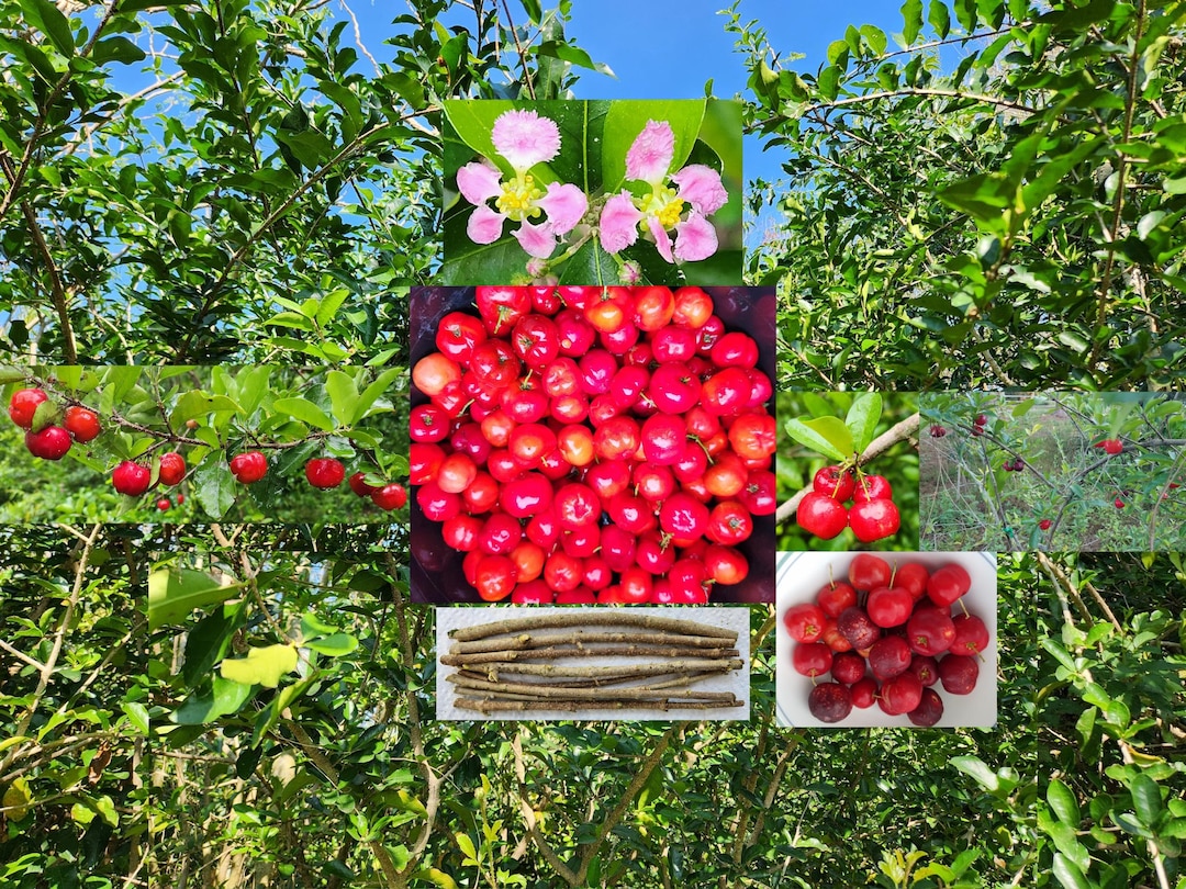 5 Acerola Cuttings Malpighia Emarginata Barbados West Indian Cherry ...