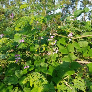 26 Saime Seeds Hyacinth Seim Sem Sheem Lablab Guyanese Favorite Green ...