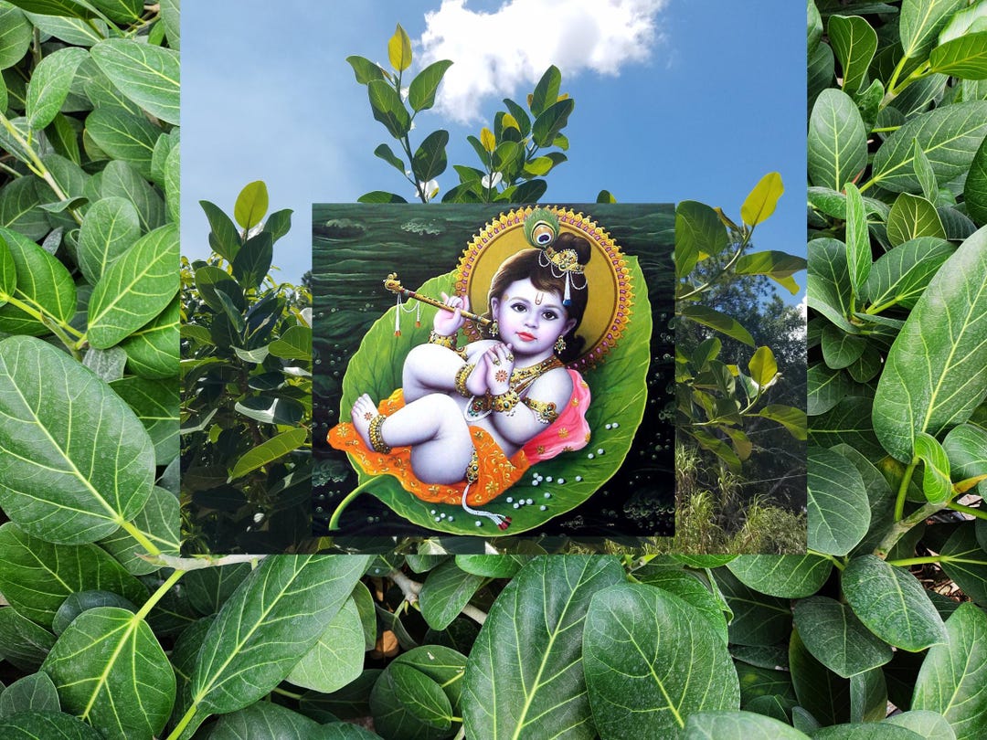 Banyan Live Plant Aka Ashvattha Ficus Benghalensis Upside Down Holy Fig ...