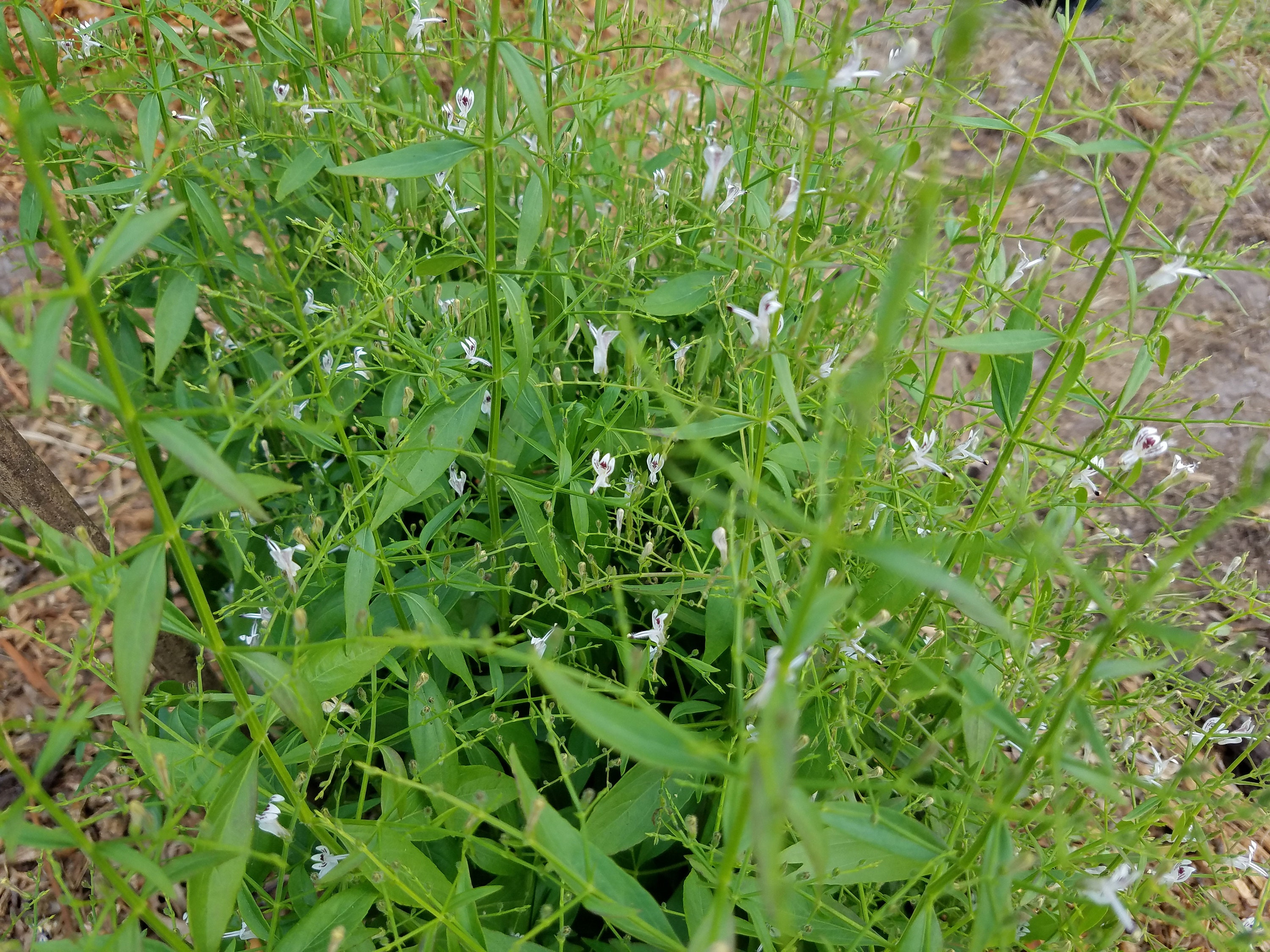 2 LIVE Andrographis Paniculata PLANTs Kalmegh AyurVeda Immune | Etsy